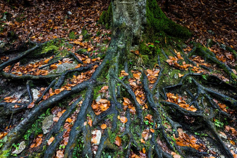 Tree Roots Above Ground in Autumn Colors Stock Image - Image of ...