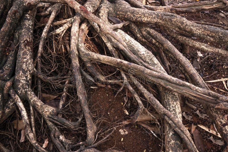 Tree Roots Above the Ground Stock Image - Image of roots, tropic: 300620879