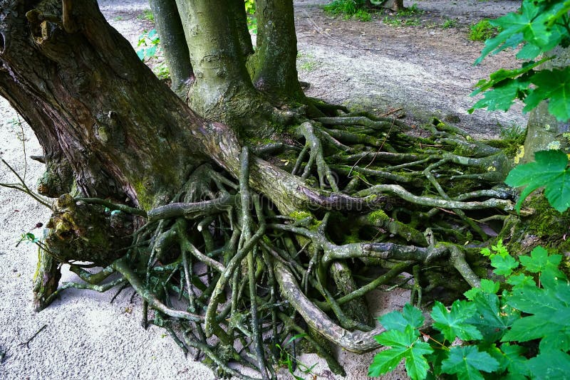 Tree Roots Above the Ground Stock Image - Image of nature, conservation ...