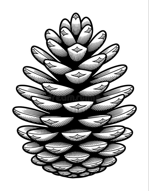 Tree Roots Abstract Connected Network System Rhizome Plant Growth Web ...