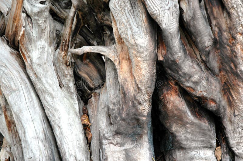 Tree roots in nature. stock image. Image of ecology - 118072373