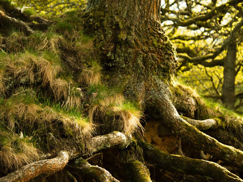 Tree Roots in Ancient Woodland Forest Stock Image - Image of spooky ...
