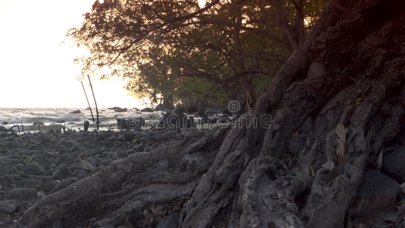 Tree Roots by the Waves at Sunrise Stock Footage - Video of splashing ...