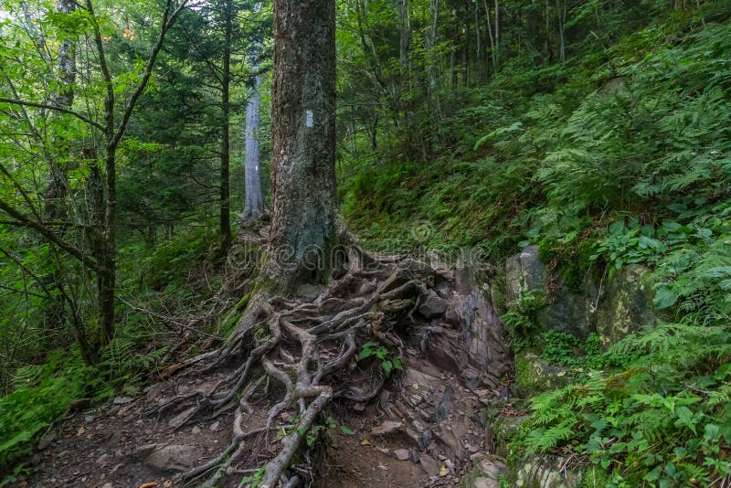 Tree Roots stock image. Image of cloudy, great, divide - 63124179