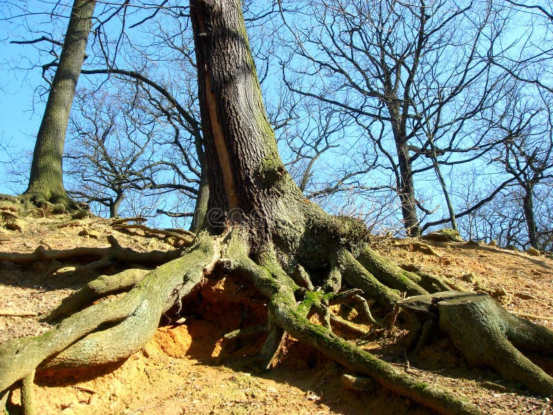 African Acacia tree stock photo. Image of blue, crown - 1902664