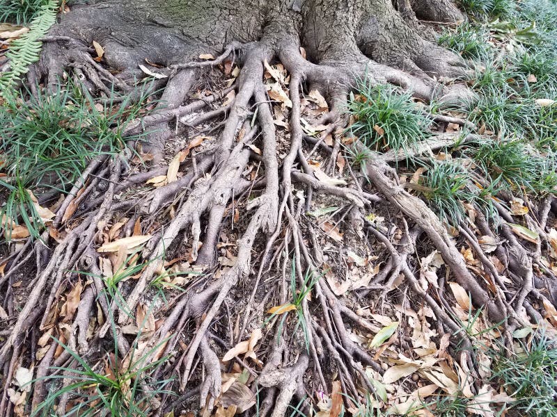 Tree roots stock image. Image of artistic, showing, branches - 115094281
