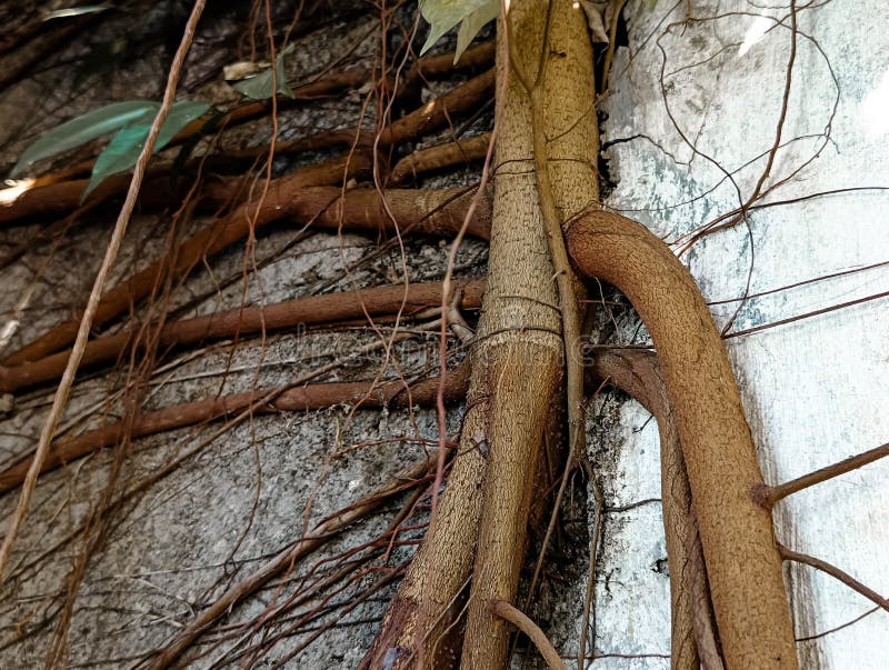 Tree Roots Attached To the Wall Stock Photo - Image of woodland, roots ...