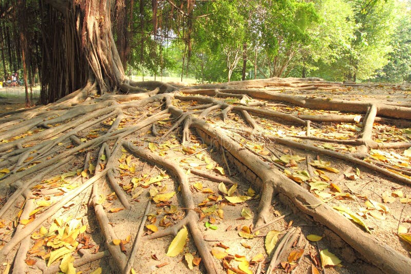 Tree roots in autumn stock photo. Image of earth, nature - 67678384