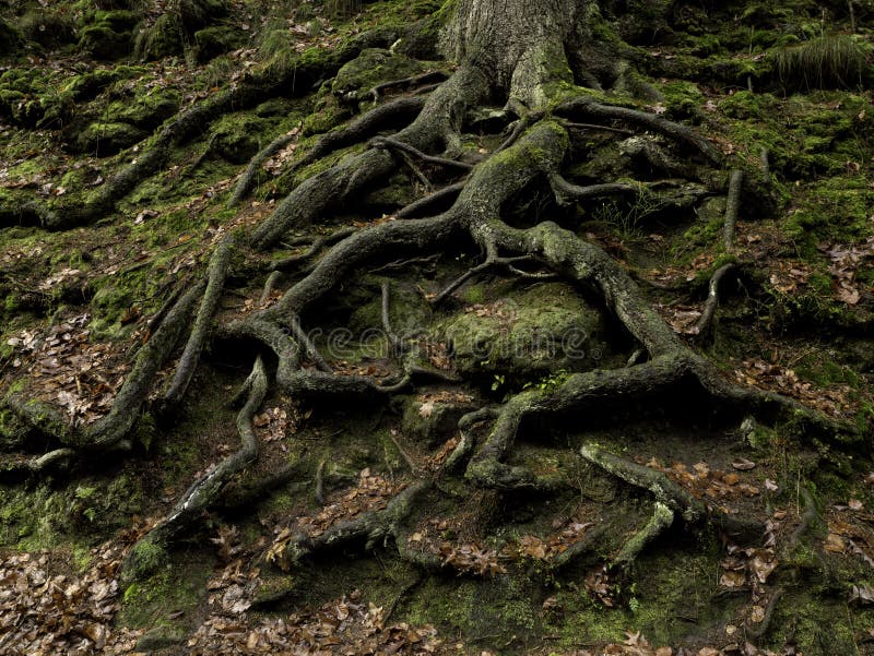 Tree roots in autumn stock photo. Image of tree, brown - 116798268