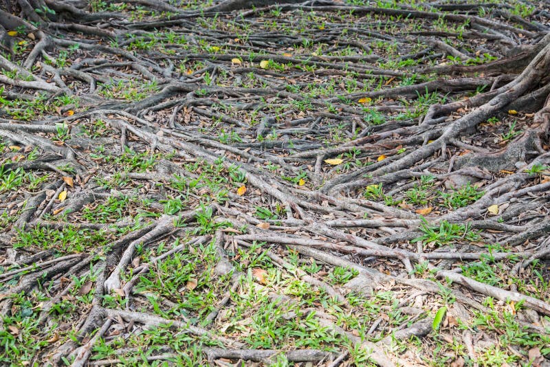 Tree roots background stock photo. Image of flowering - 62370040