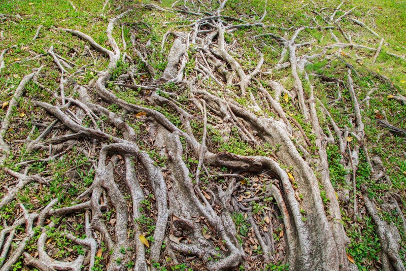 Tree roots background stock image. Image of nature, ornamental - 62370845