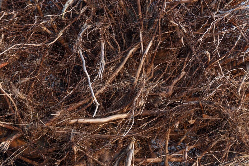 Tangled tree roots stock image. Image of background, ancient - 20441655