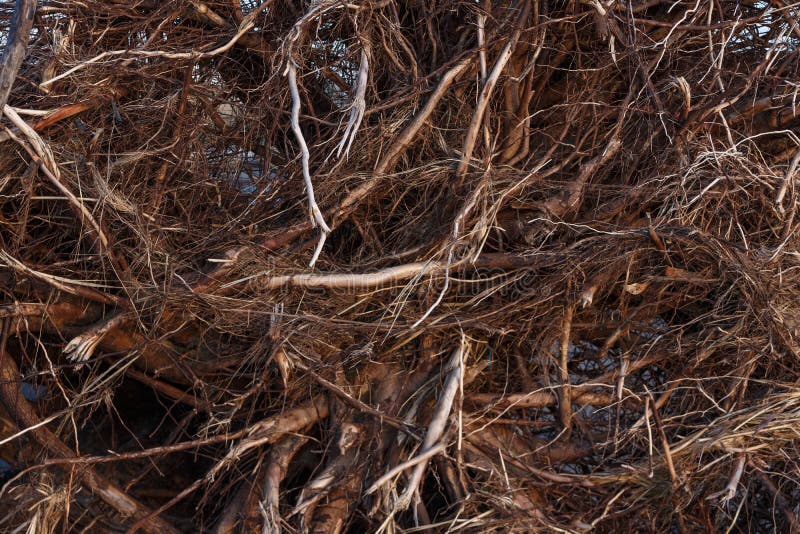 Tangled tree roots stock image. Image of background, ancient - 20441655
