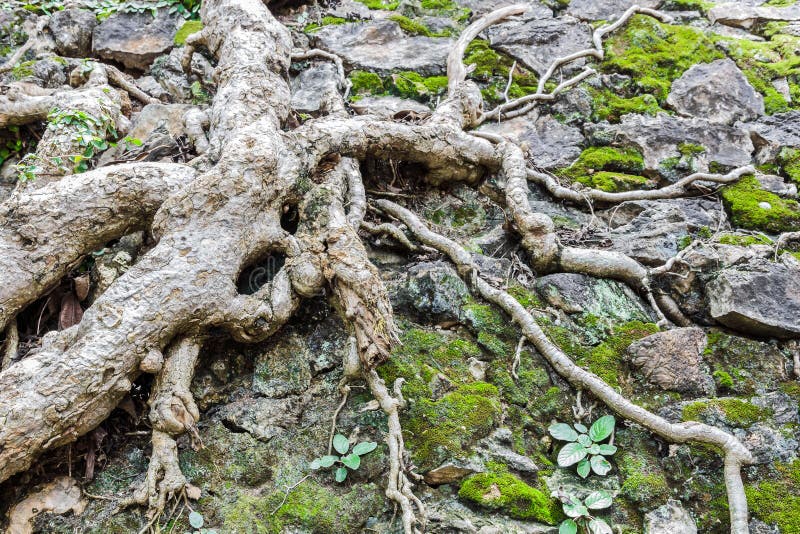 Tree roots background stock photo. Image of biology, environment - 32330086