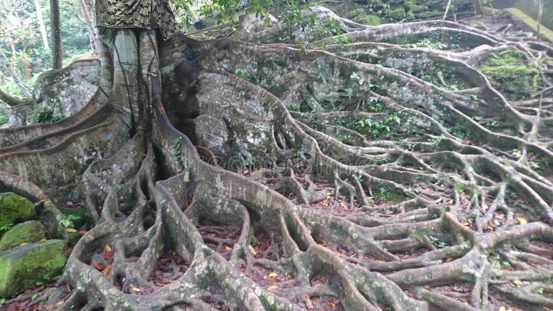 Tree roots stock image. Image of roots, tree, huge, ubud - 96451437