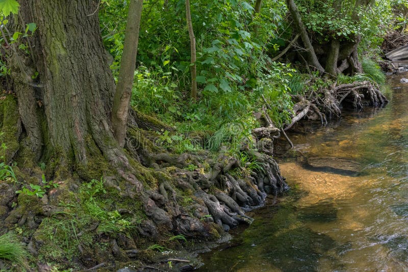 Tree Roots on the Bank of a Clear Stream Stock Image - Image of ...