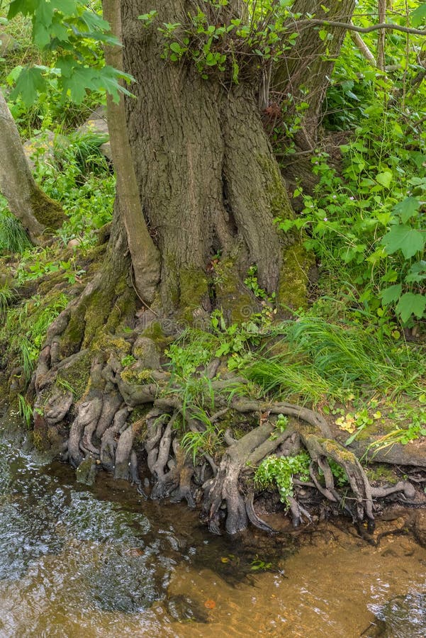 Tree Roots on the Bank of a Clear Stream Stock Image - Image of germany ...