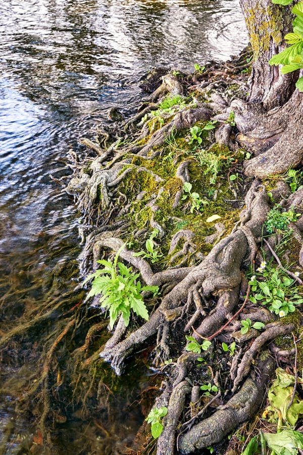 14,405 Roots Tree Water Photos - Free & Royalty-Free Stock Photos from ...