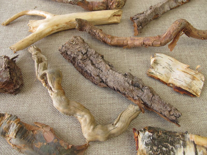 Tree roots, bark and twigs stock photo. Image of tree - 61633010