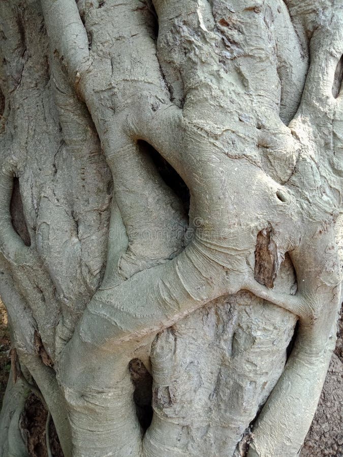 Tree bark texture stock photo. Image of tracery, rustic - 129952826