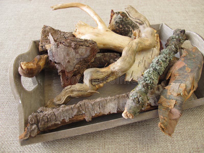 Tree roots, bark and twigs stock photo. Image of tree - 61633010