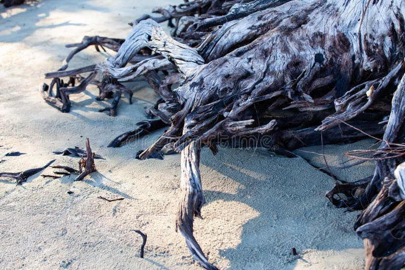 Tree roots on the beach stock photo. Image of plant - 153434450