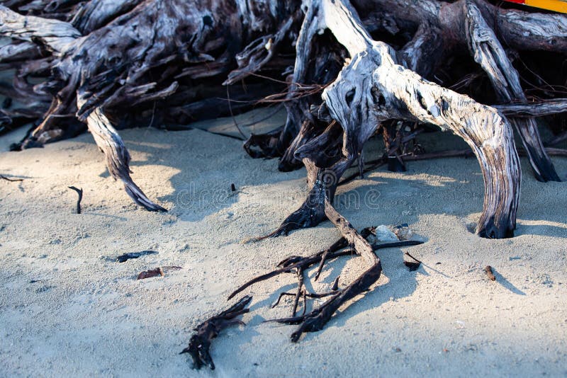 Tree roots on the beach stock photo. Image of branch - 244339050