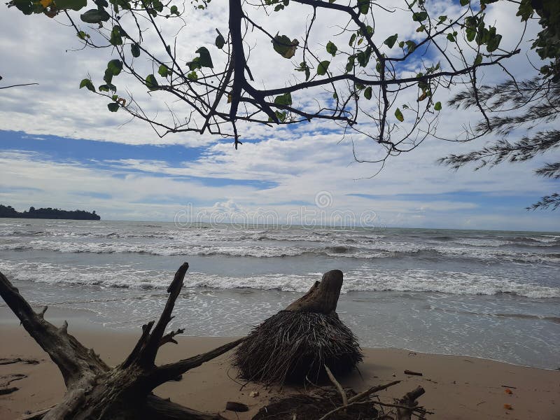 Tree roots on the beach stock photo. Image of rock, reflection - 202727560