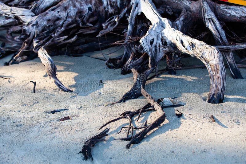 Tree roots on the beach stock image. Image of green - 244339039