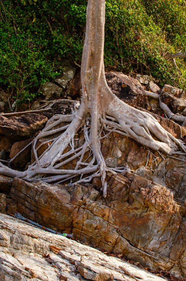 Tree Roots on the Beach Abstract Photo Stock Image - Image of root ...