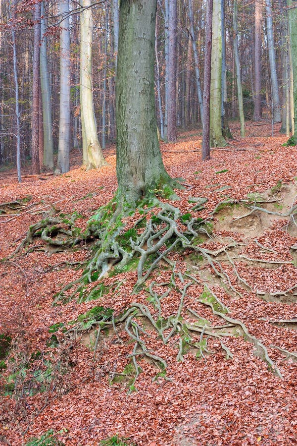 Tree roots stock photo. Image of scenics, rock, forest - 35245808