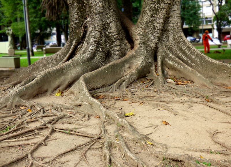 Tree roots stock image. Image of prominent, place, cortex - 92374865