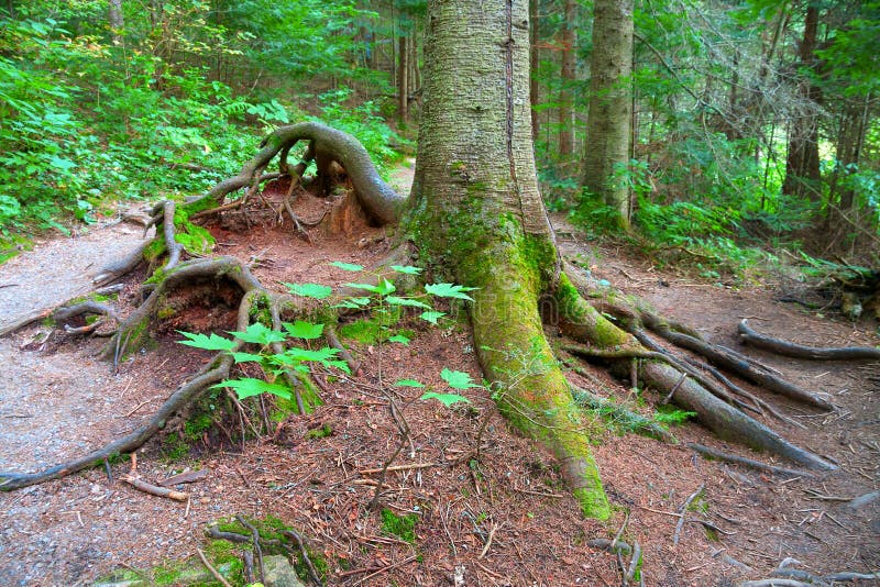Tree roots stock image. Image of tree, magic, soil, texture - 34606827