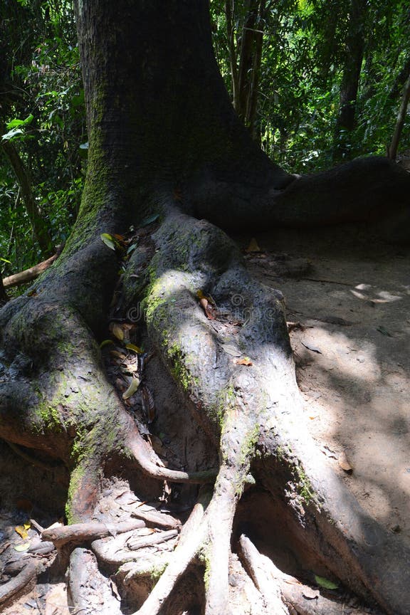 Tree roots stock image. Image of obstruction, park, pathway - 44250799