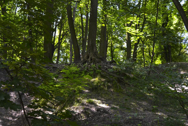 Tree roots stock photo. Image of sunny, city, flowers - 73923320