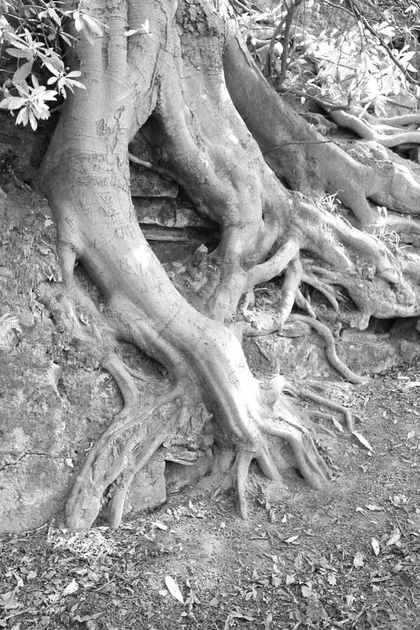 Tree Roots in Black and White Stock Image - Image of tree, monochrome ...