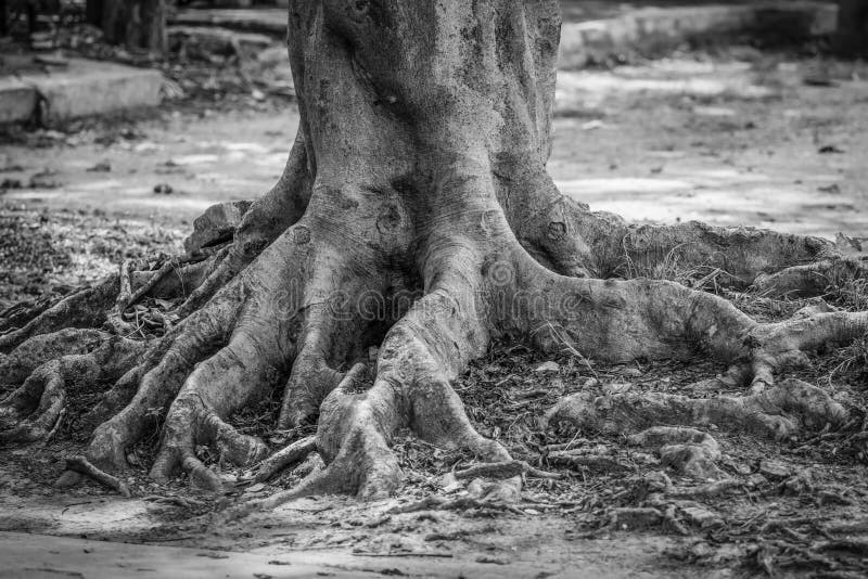 Tree roots stock image. Image of roots, plant, life, trees - 41115751