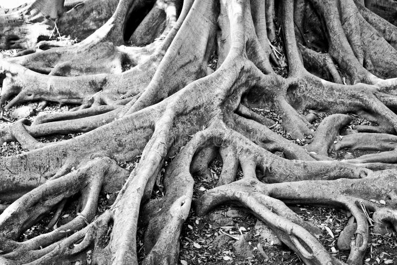 5,196 Tree Roots Ground Texture Stock Photos - Free & Royalty-Free ...