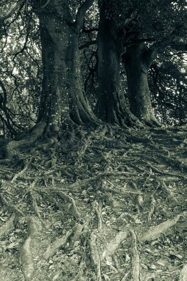 Tree Roots, Black and White Photography Stock Photo - Image of outdoor ...