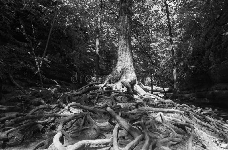 Tree Roots in Black and White. Stock Image - Image of color, horor ...
