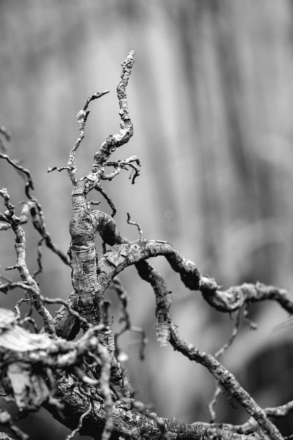 Tree roots black-white stock image. Image of tree, square - 73876353