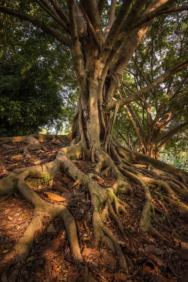 Tree roots stock image. Image of tree, singapore, roots - 56181257