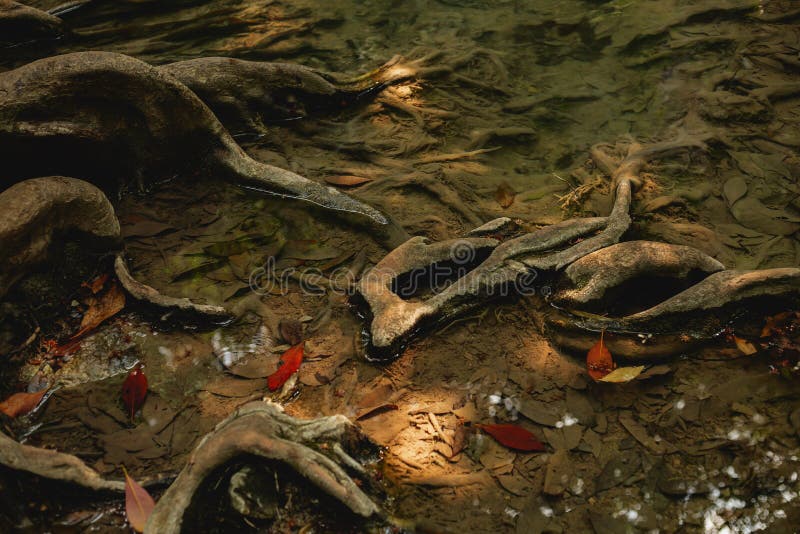 Tree Roots and Brachs Under Cristall Clean Water of Lake Stock Photo ...