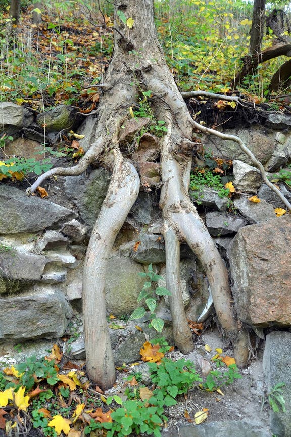 Tree roots braid masonry stock image. Image of masonry - 369479545