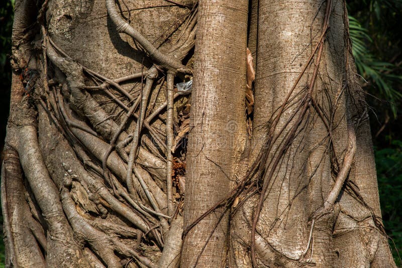 Tree Roots Branched Together Natural Brown Background. Many Roots is on ...