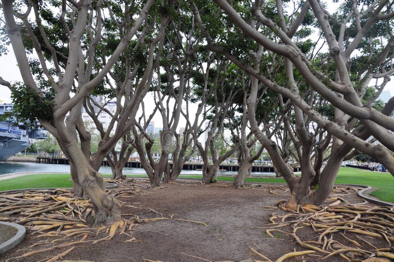 Tree Roots and Branches Form an Archway in a Serene Park Setting Stock ...