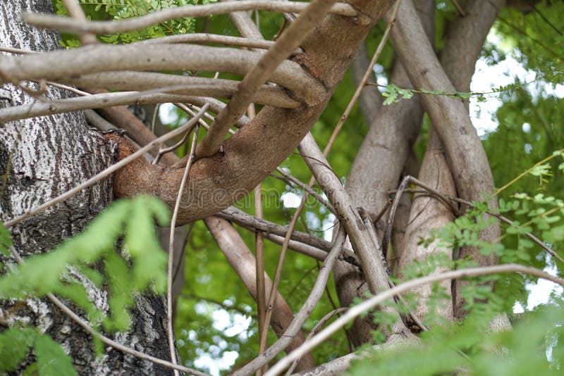 The Root of a Tree or Branches that Spread Out Stock Image - Image of ...