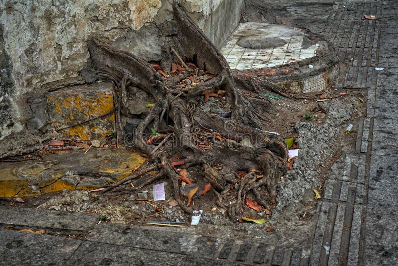 Roots on pavement stock image. Image of street, natural - 118849535