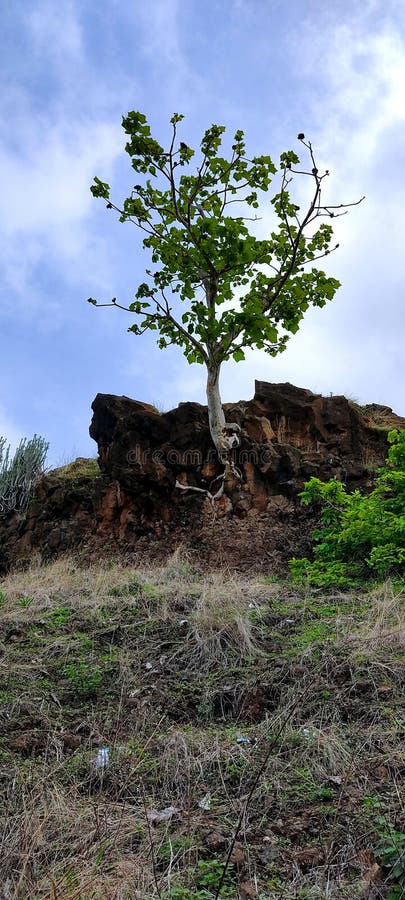 Roots Breaking Rocks Stock Photos - Free & Royalty-Free Stock Photos ...