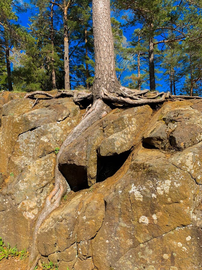 Tree Roots Break through the Rock Stock Image - Image of stone, trunk ...